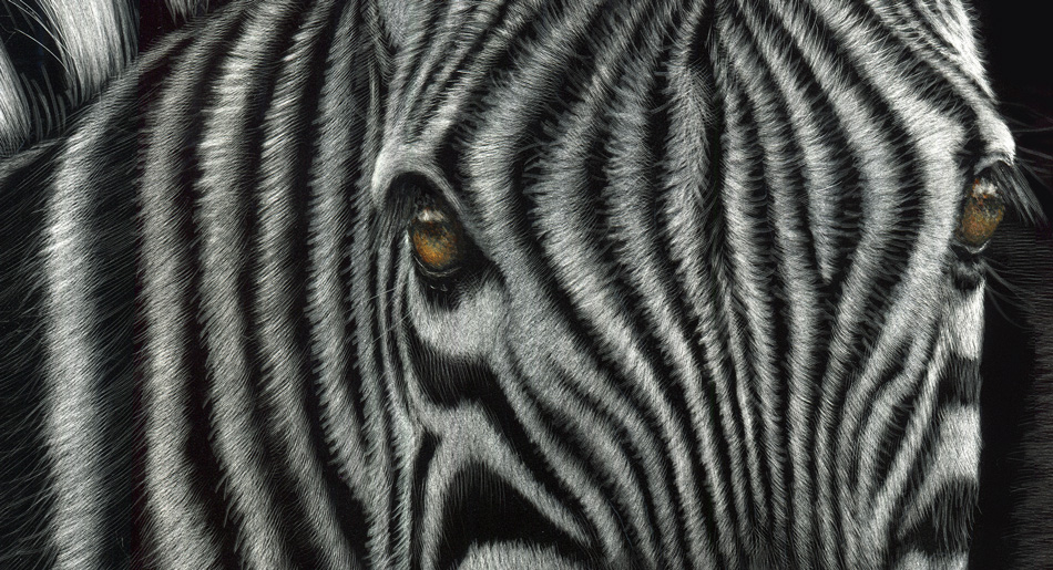 Zebra Scratchboard Artwork