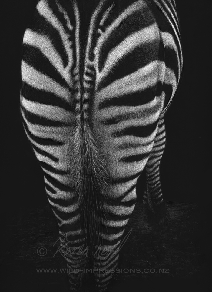 Zebra Scratchboard Artwork