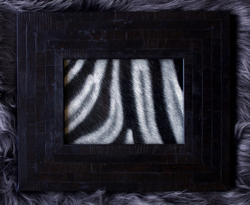 Zebra Scratchboard Artwork by New Zealand Wildlife Artist Karen Neal