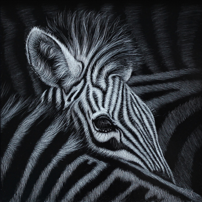 Zebra Scratchboard Artwork by New Zealand Wildlife Artist Karen Neal