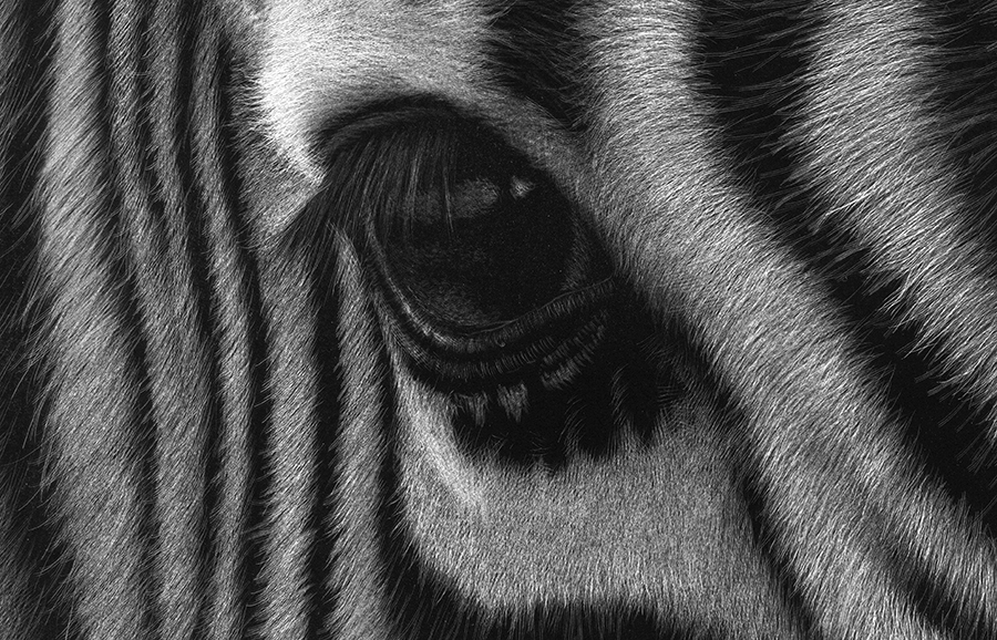 Zebra Scratchboard Artwork by New Zealand Wildlife Artist Karen Neal