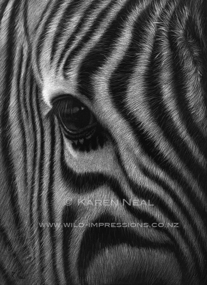 Zebra Scratchboard Artwork by New Zealand Wildlife Artist Karen Neal