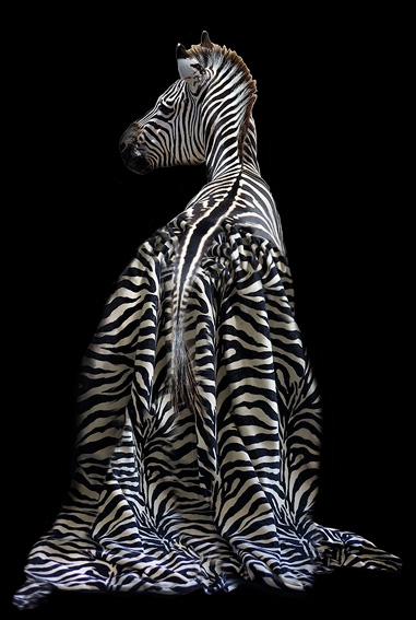 Zebra Scratchboard Artwork by Wildlife Artist Karen Neal